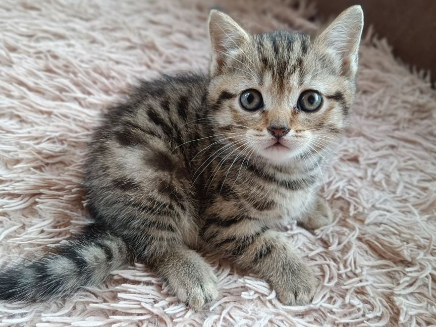 Шотландские