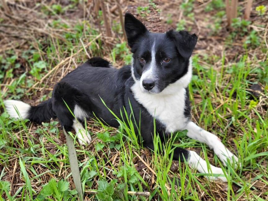 Помогите Марфуше найти дом