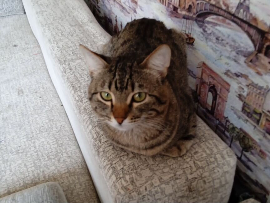 Кот 2 года одам бесплатно