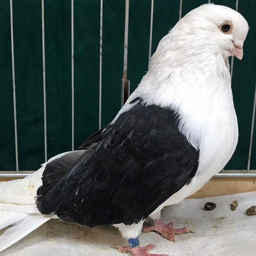 Николаевские голуби