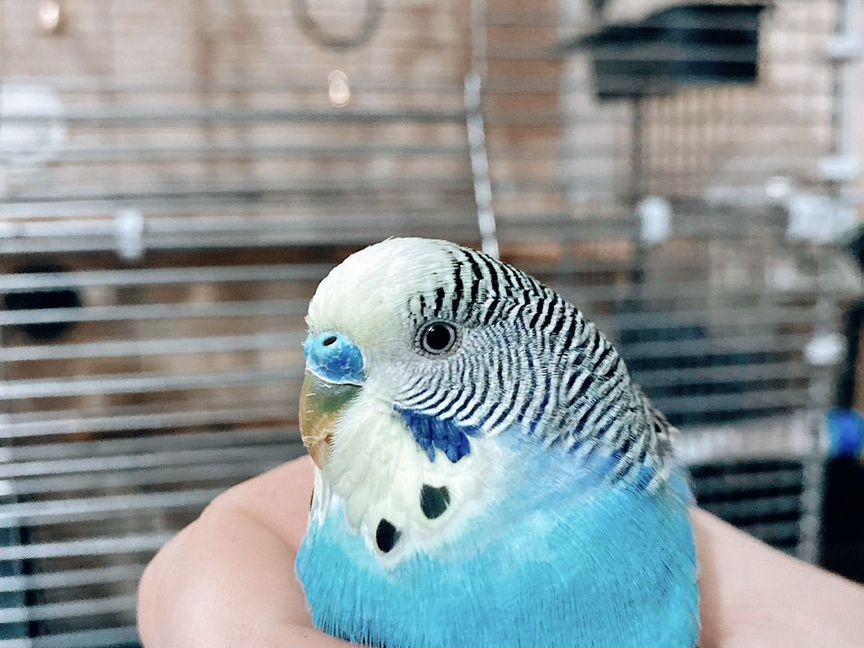 Волнистый попугай с полным комплектом