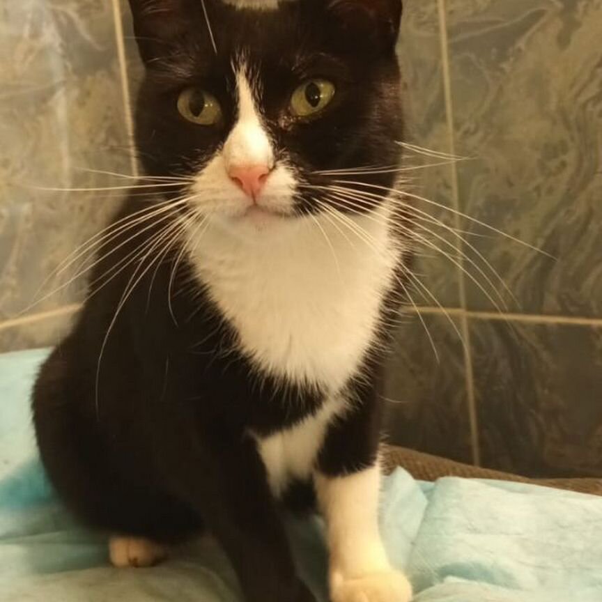 Умная кошечка и верная подружка Мона, около 3лет