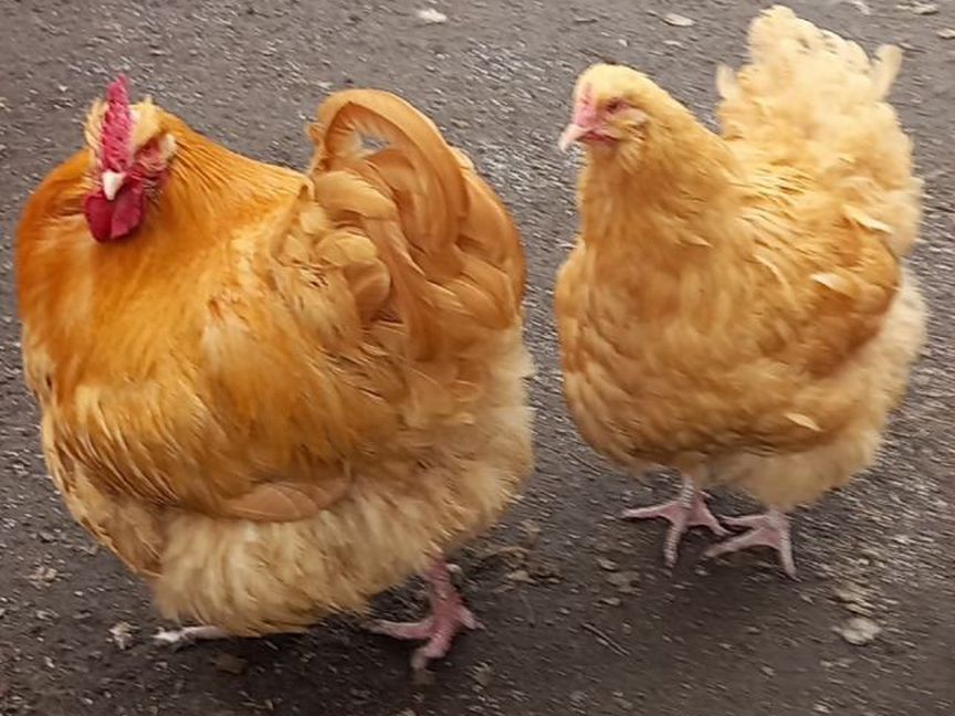 Куры петухи