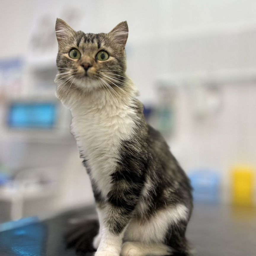 Молодая красивая кошечка в добрые руки