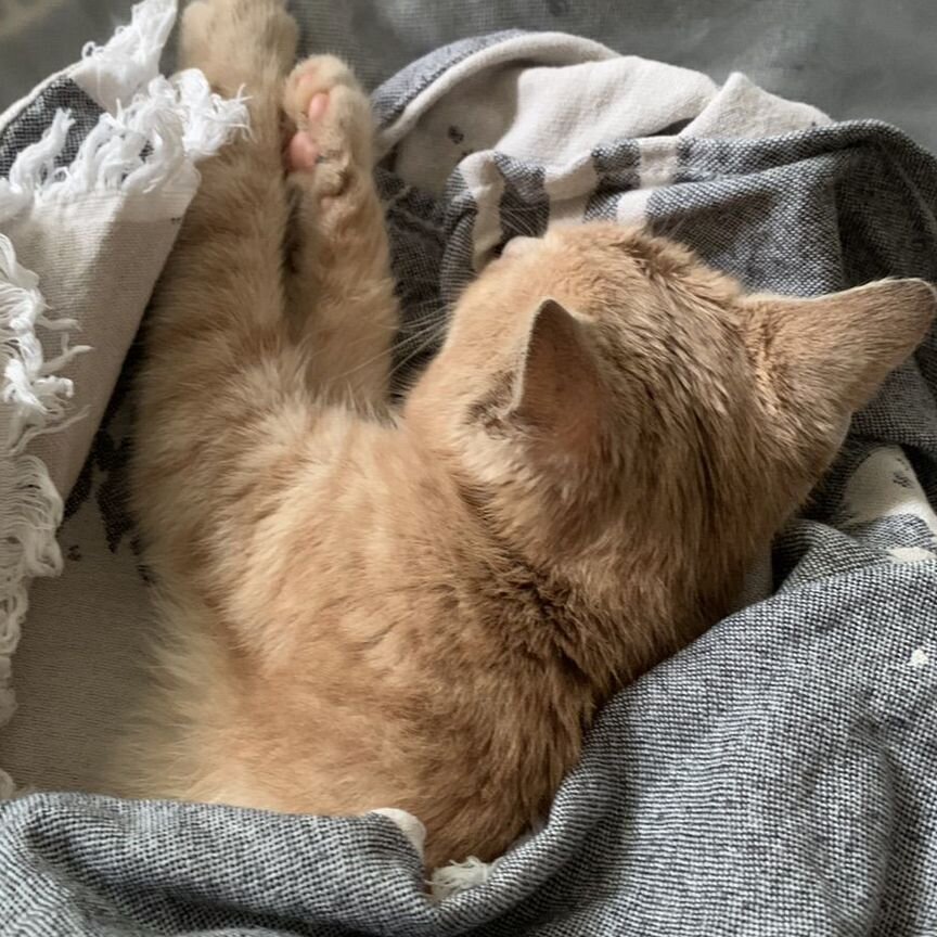 Котёнок в добрые руки