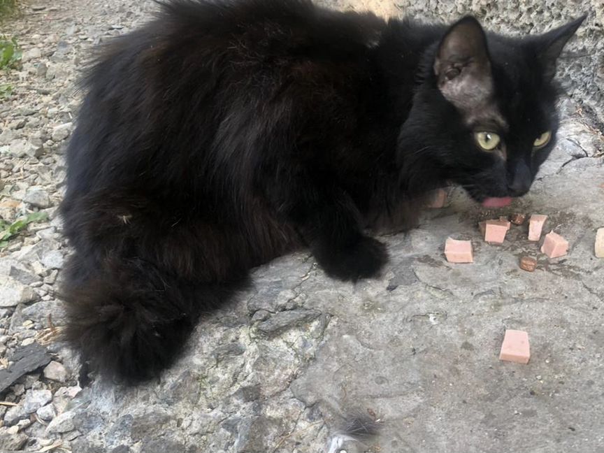 Кот стал не нужен хозяйке
