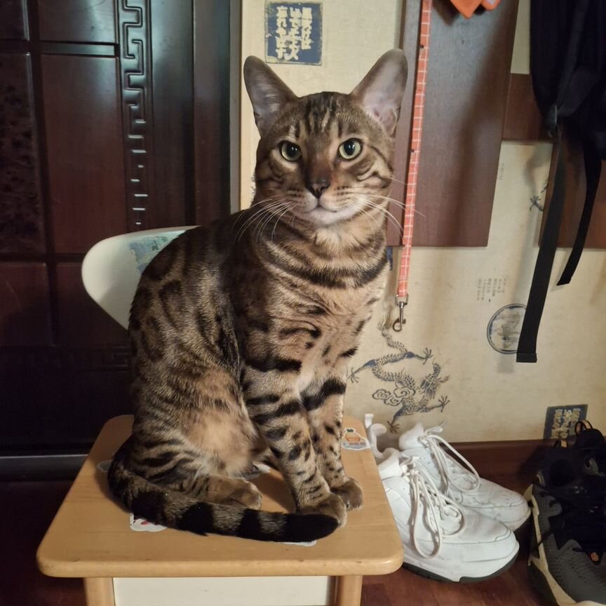 Бенгальская кошка, взрослая