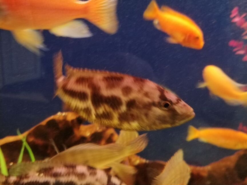 Аквариумные рыбы Цихлида Ливингстона