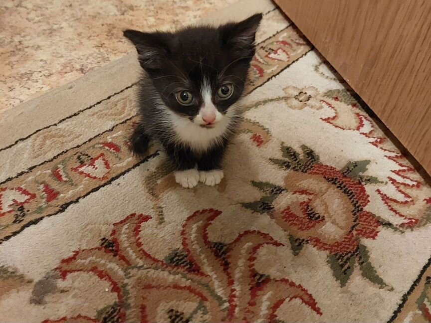 Котята в добрые руки