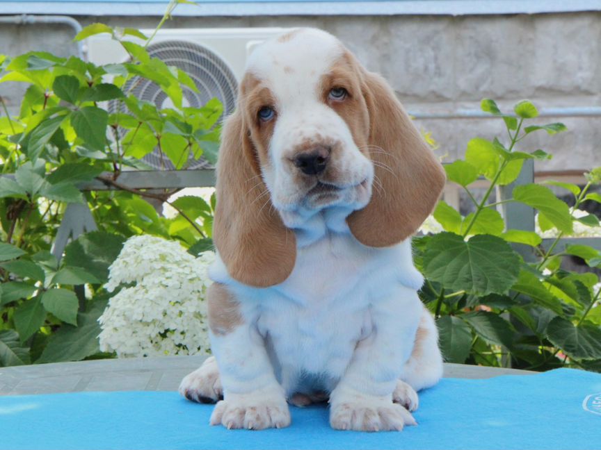 Бассет-хаунд мальчик