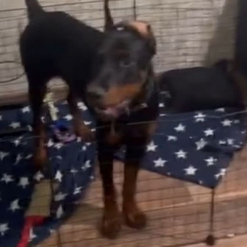 Доберман, щенок