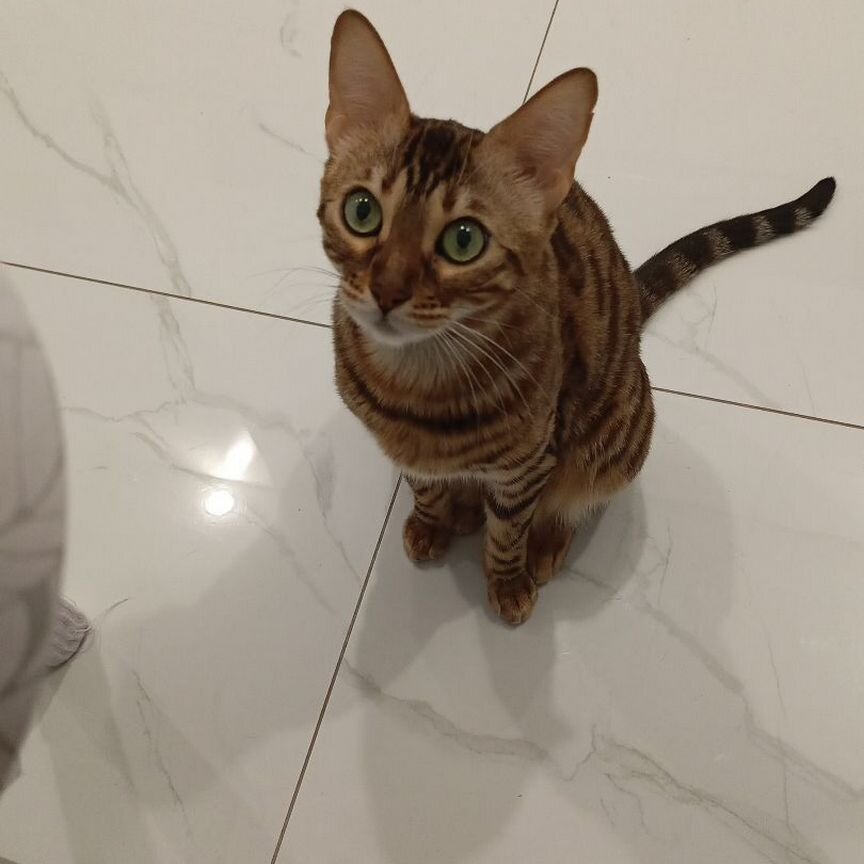 Бенгальская кошечка в добрые руки