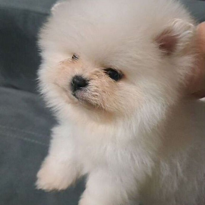 Померанский шпиц, щенок