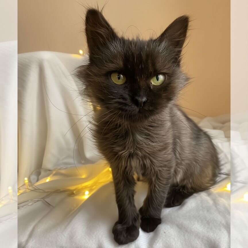 Котёнок в добрые руки