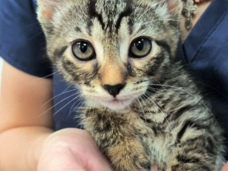 Котик шпротик