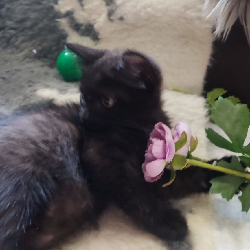 Котёнок в добрые руки