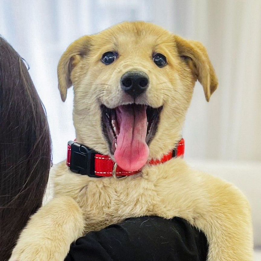 Мальчик три месяца вернули в приют ищет дом