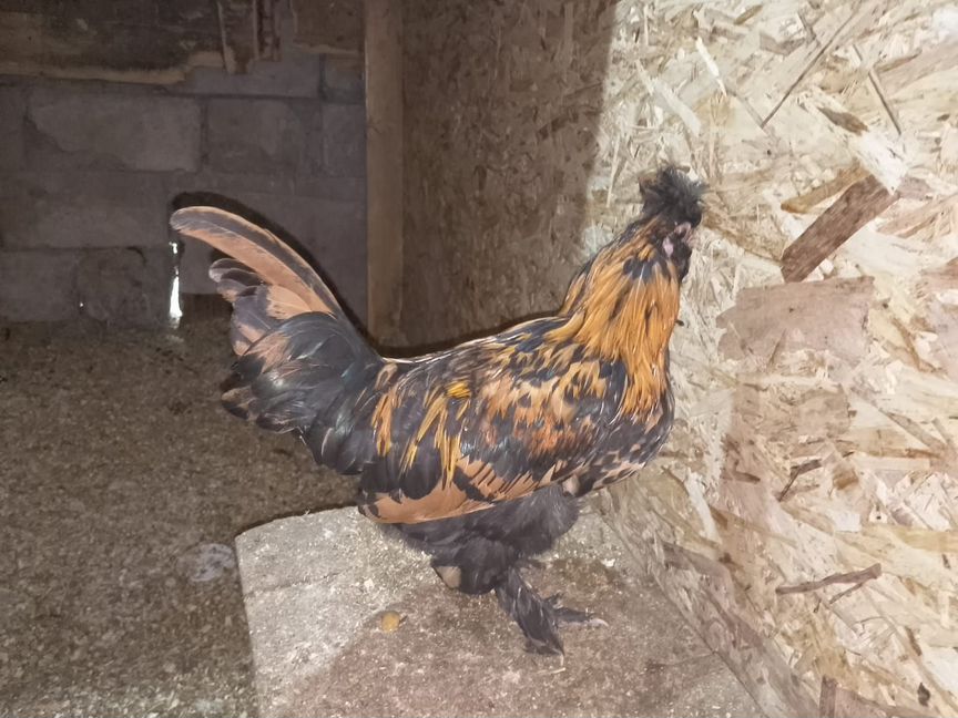 Петушки,породы павловской и брама