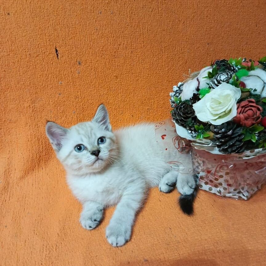 Британский короткошёрстный котёнок