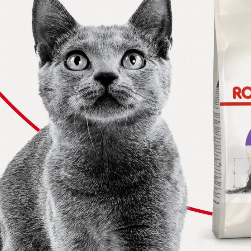 Корм для кошек