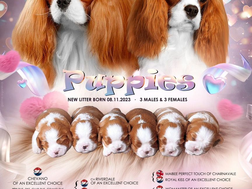 Кавалер кинг чарльз спаниель щенки