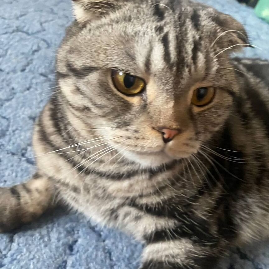 Шотландский кот в любящие руки