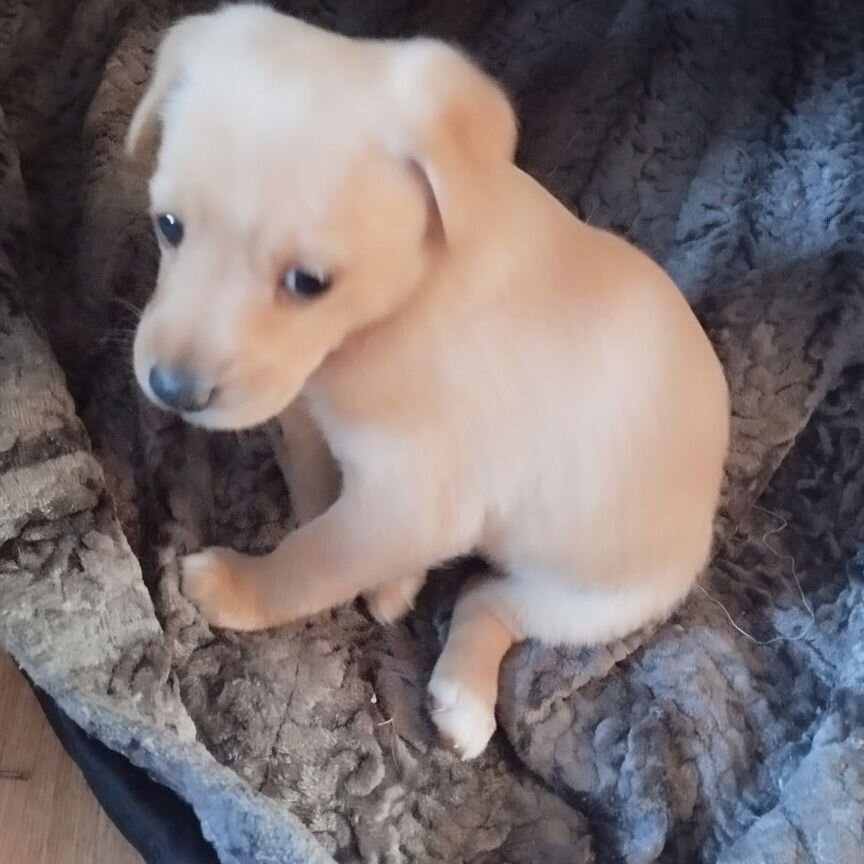 Русский той-терьер, щенок