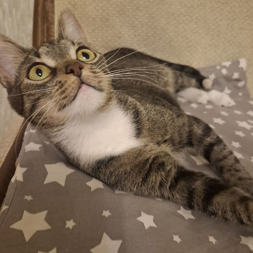 Взрослая кошка в добрые руки