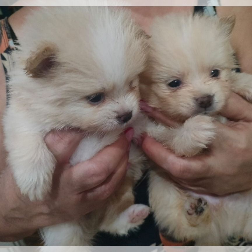 Померанский шпиц, щенок