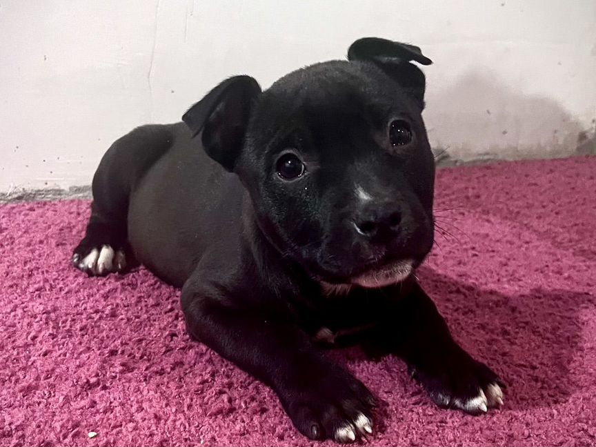 Стаффордширский терьер щенки