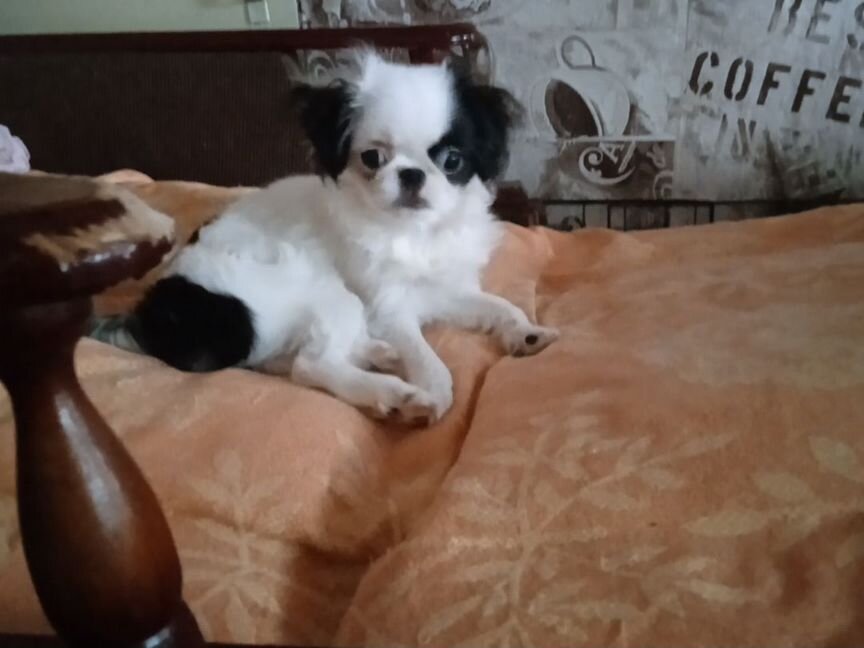 Японский хин