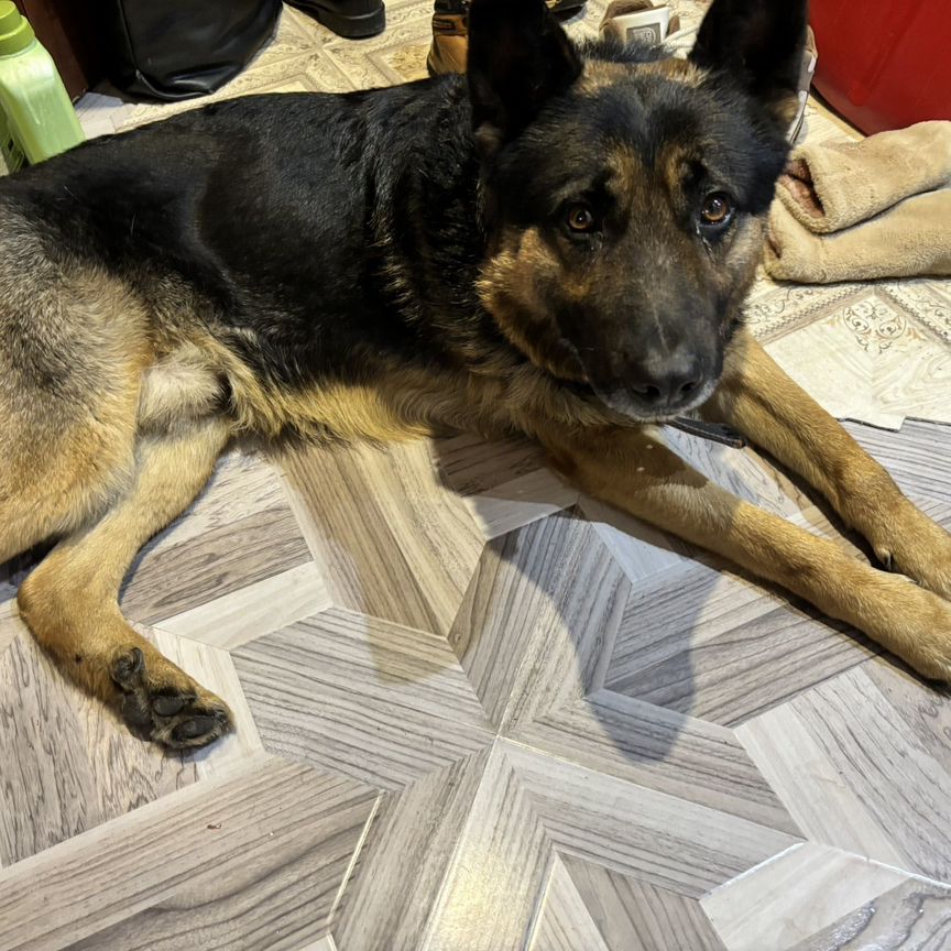 Немецкая овчарка в добрые руки