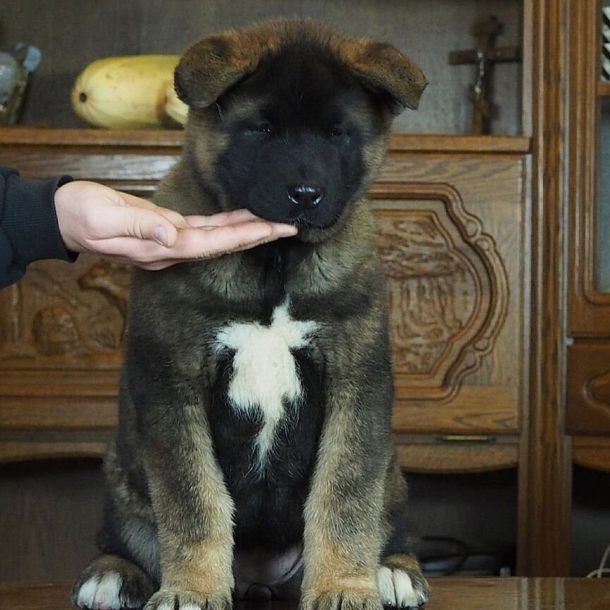 Американская акита, щенок