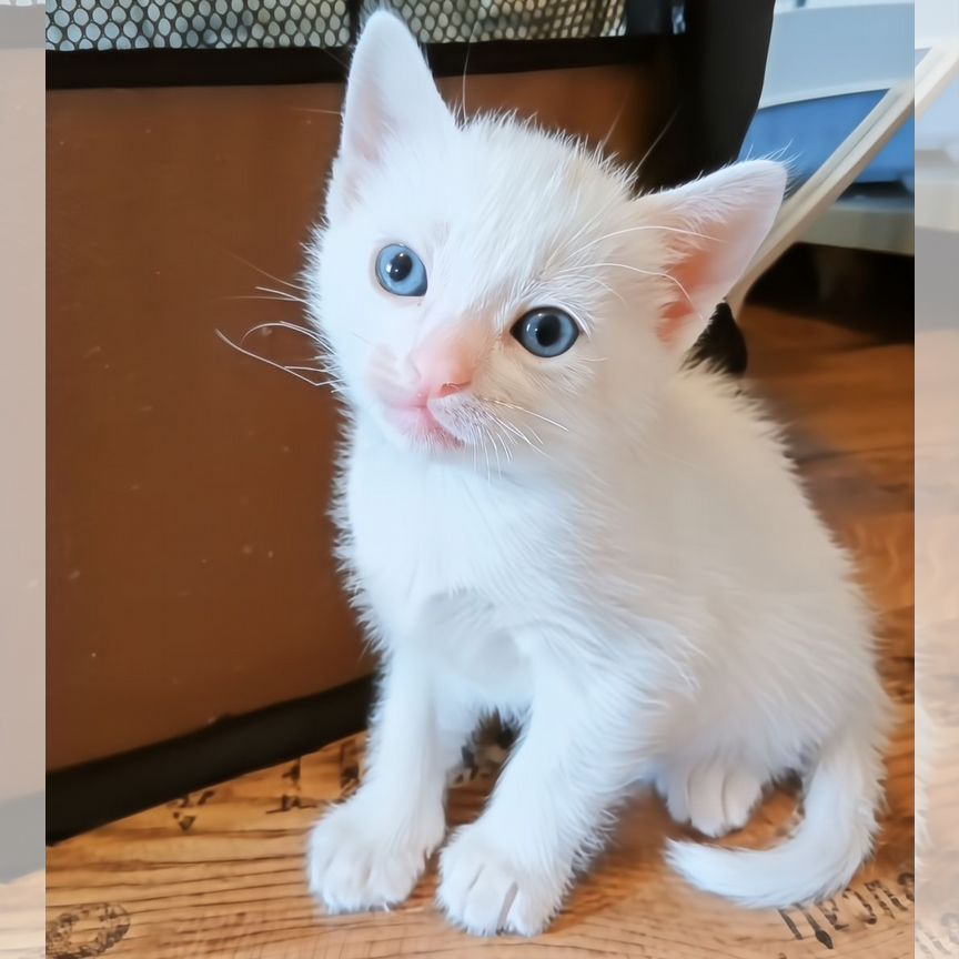 Канадский сфинкс котёнок