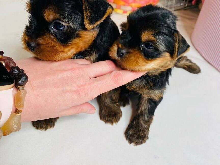 Йоркширский терьер мини