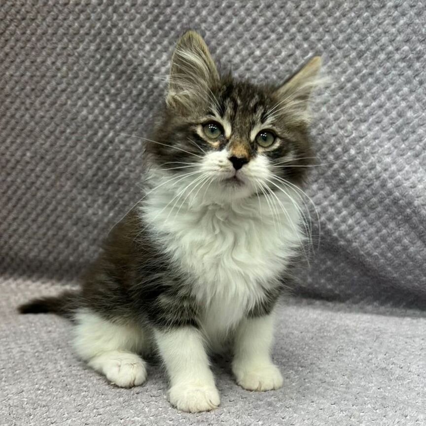 Котёнок ищет дом