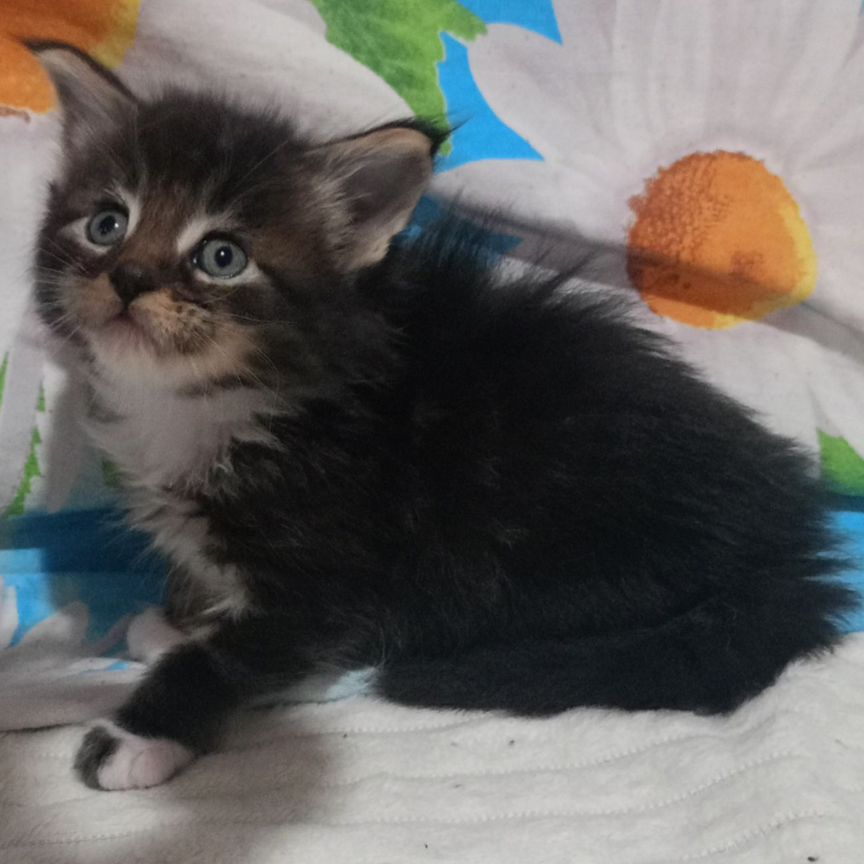 Мейн-кун котёнок