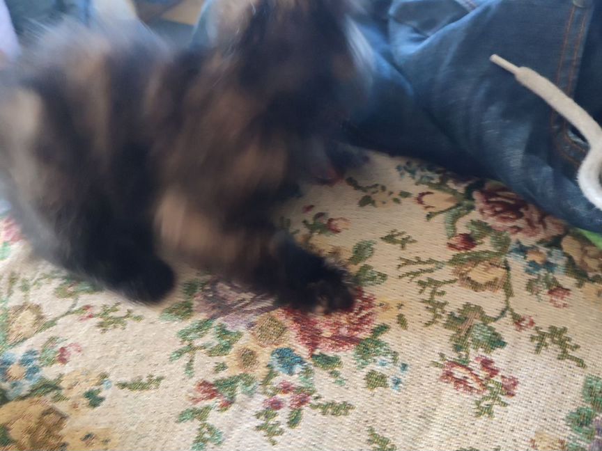Котята девочки