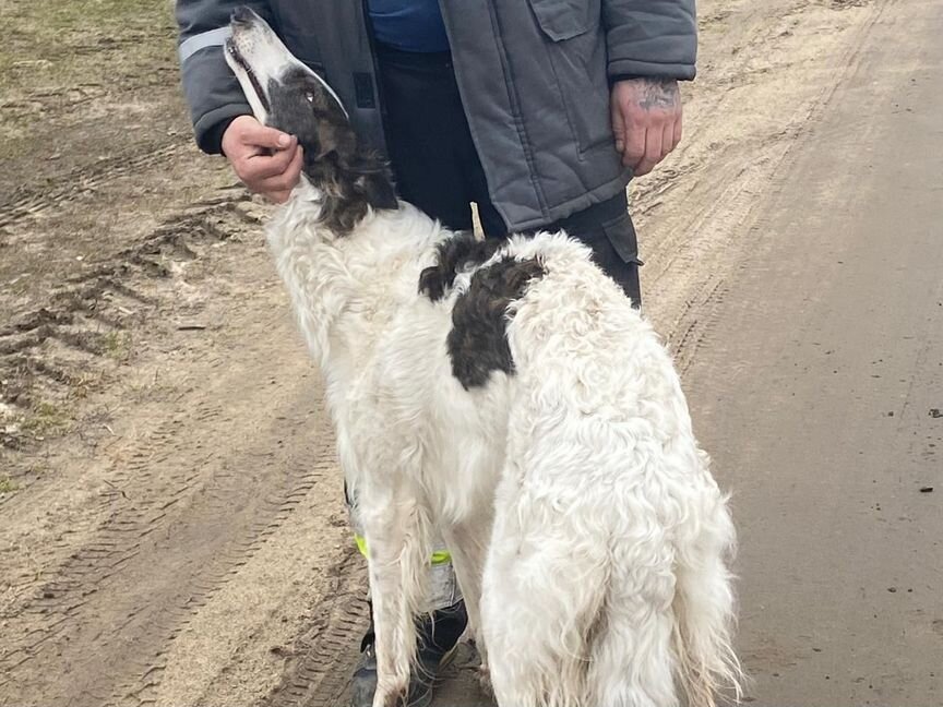 Русская борзая