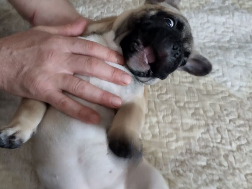 Французский бульдог щенок