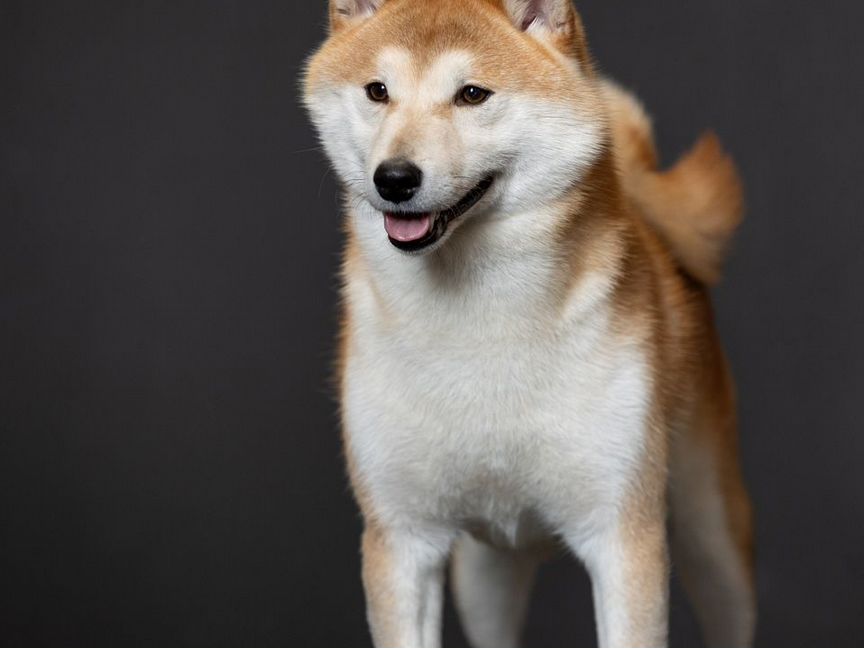 Сиба-Ину, кабель, вязка