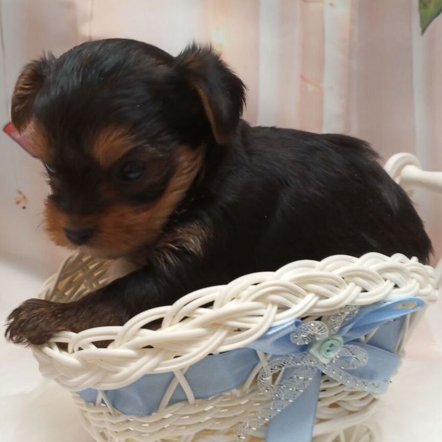 Йоркширский терьер, щенок