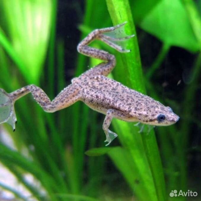 Аквариумные лягушки карлики и шпорцевые