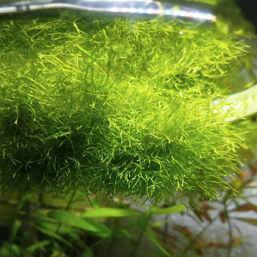 Мох ричия и другие аквариумные растения