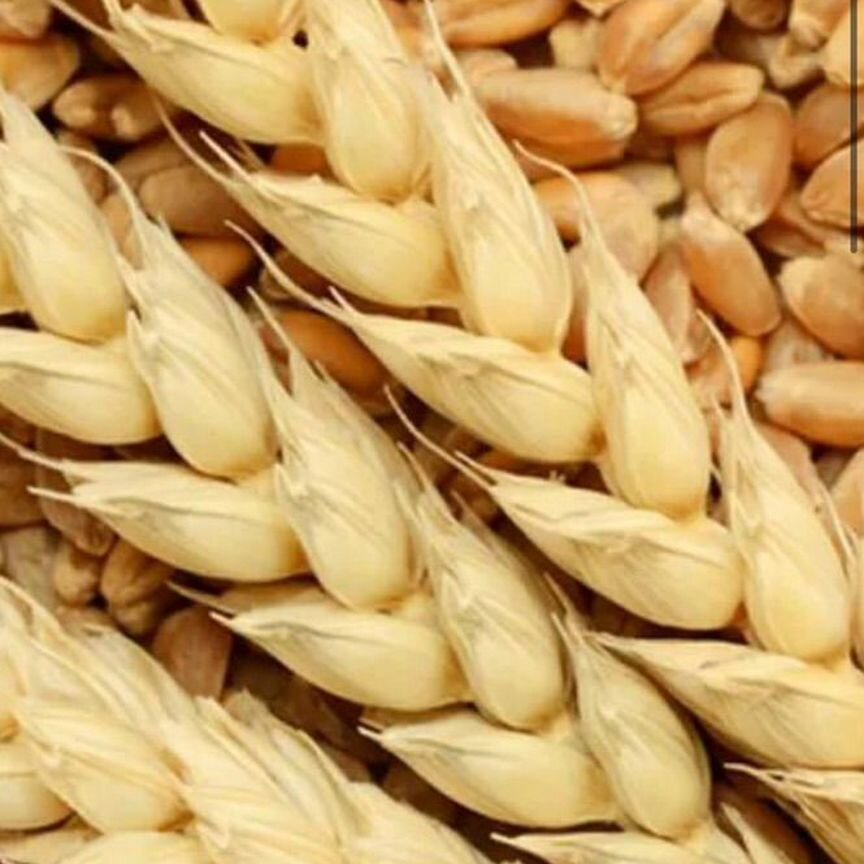 Пшеница 40 кг