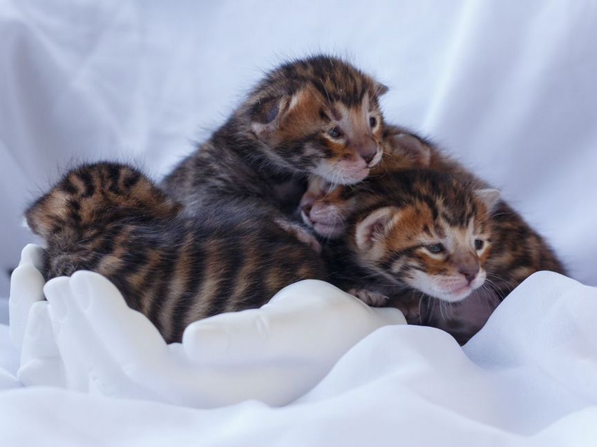 Котята породы тойгер