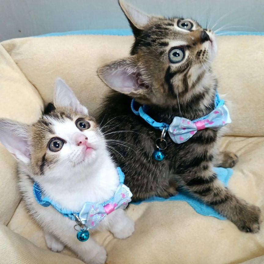 Котята в добрые ручки