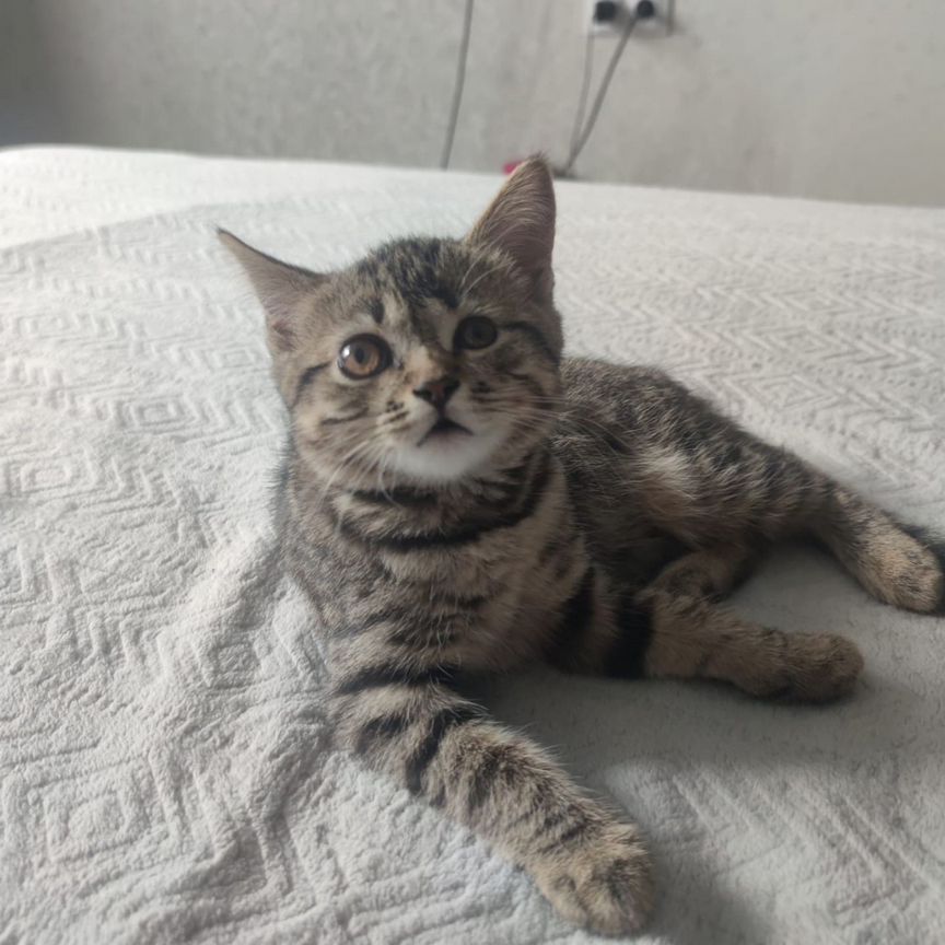 Отдам котенка в добрые руки