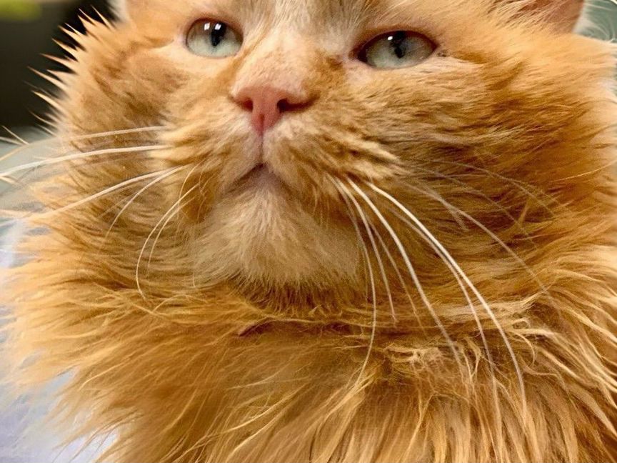 Король-лев готов дарить радость и тепло