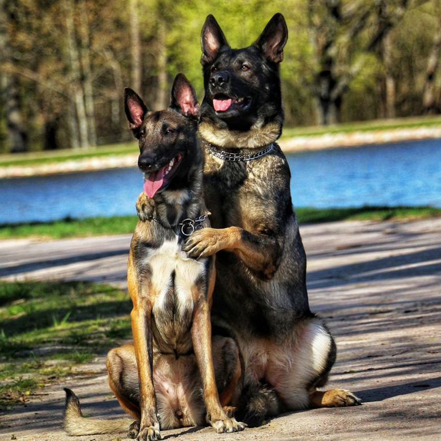 Немецкая овчарка для съёмки